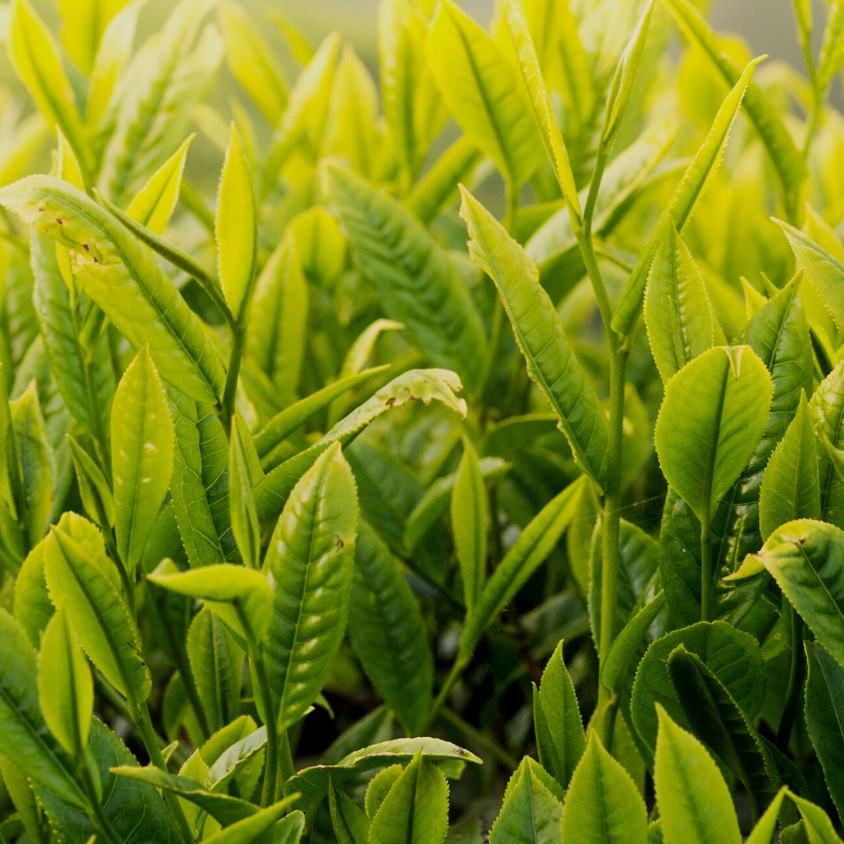 The Wall Chapter 3: Reading the Tea Leaves - Rockefeller Capital Management