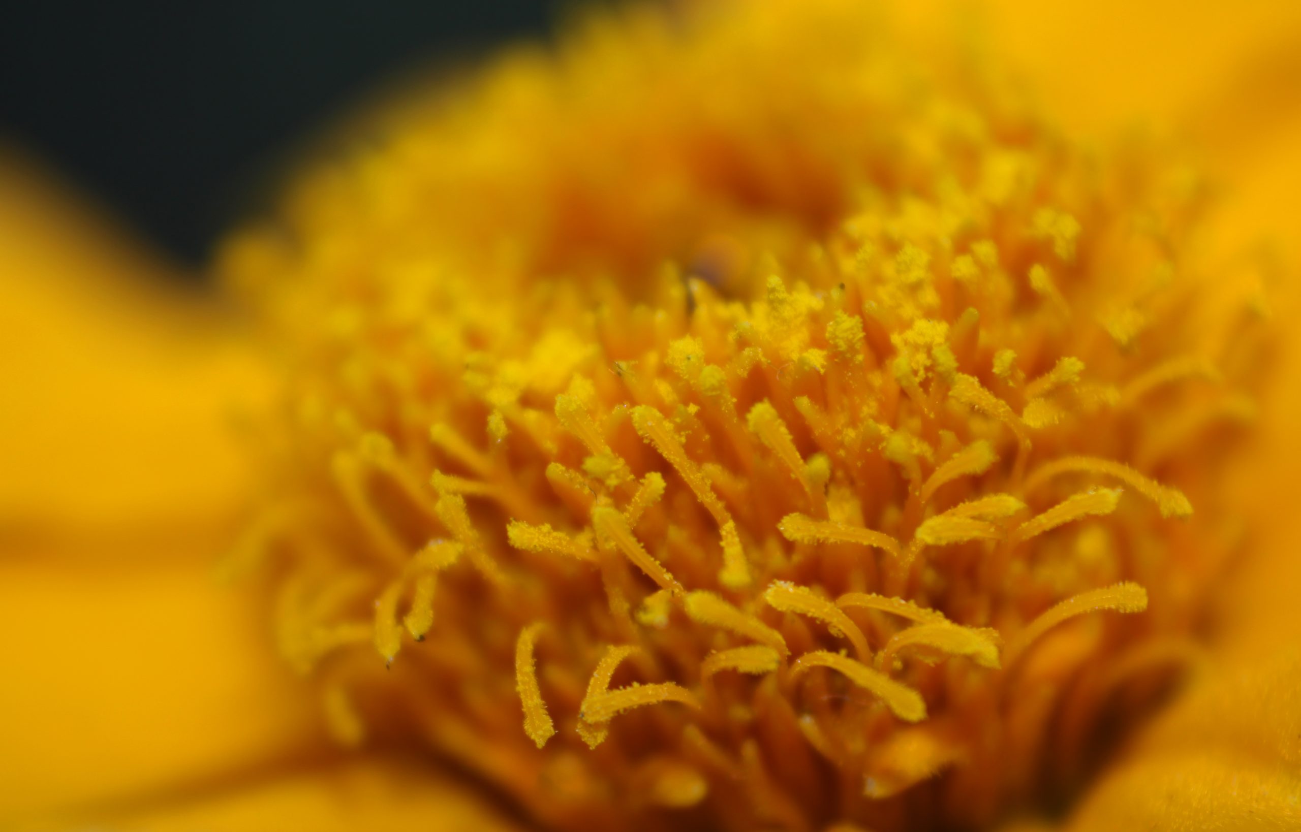 The Sargent Group - Rockefeller Capital Management